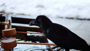 Do Crows Like Shiny Things? (And Do They Steal Them?) - AnimalFate