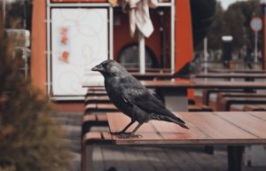 What Does It Mean When Crows Gather Around Your House? - AnimalFate