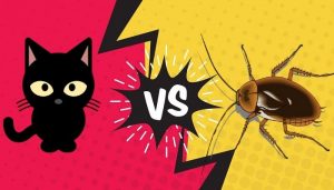 Do cats eat cockroaches? (+ is it safe for them?) - AnimalFate