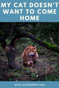 My Cat Doesn't Want to Come Home (What Should I Do?) - AnimalFate