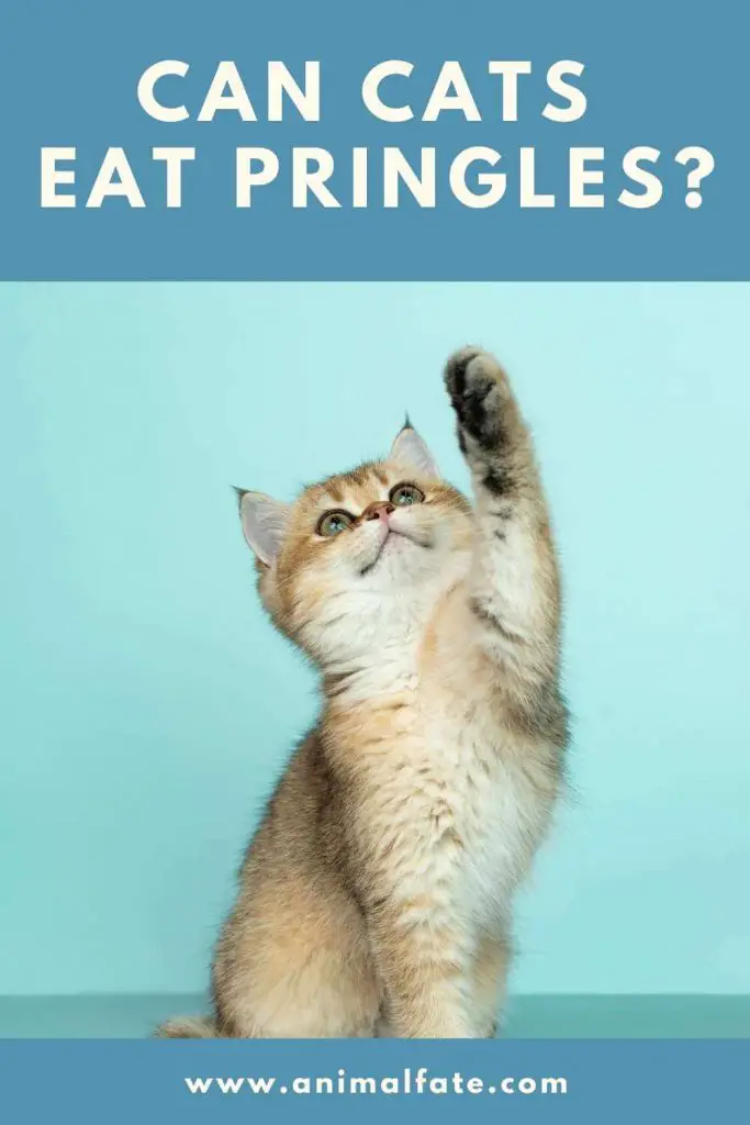 Can Cats Eat Pringles? (Crispy Secret You Need to Know) - AnimalFate