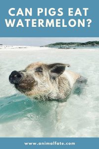 Can Pigs Eat Watermelon? (Yes, It Has Nice Benefits) - AnimalFate