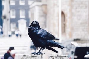 Do Crows Attack People? (And Can They Harm You?) - AnimalFate
