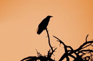 Where Do Crows Build Their Nests? (And How to Find Them) - AnimalFate