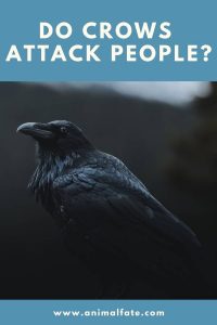 Do Crows Attack People? (And Can They Harm You?) - AnimalFate