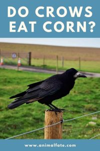 Do Crows Eat Corn? (Keep Them Away or Befriend Them? Learn How ...
