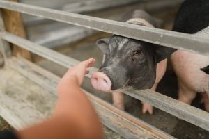 Do Pigs Eat Humans? (Do You Have to Be Worry About That?) - AnimalFate