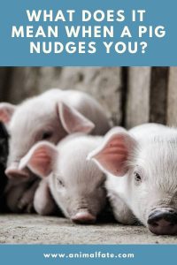 What Does It Mean When a Pig Nudges You? (Recognize It) - AnimalFate