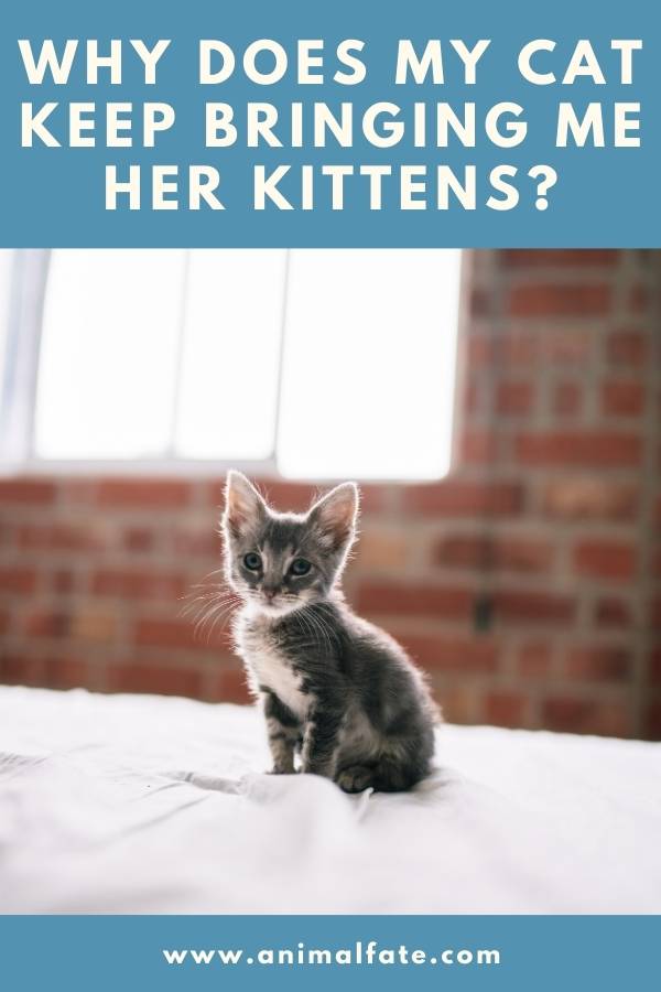 Why Does My Cat Keep Bringing Me Her Kittens? (Surprising) - AnimalFate Why Does My Cat Keep Bringing Me Her Kittens? (Surprising) - AnimalFate