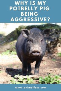 Why Is My Potbelly Pig Being Aggressive? (How to Avoid That) - AnimalFate