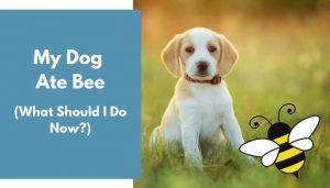 My Dog Ate Bee: What Should I Do Now? (5 Tips) - AnimalFate
