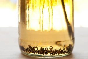 My Dog Ate Ant Traps: What Should I Do Now? (4 Tips) - AnimalFate