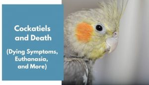 Cockatiels and Death: Dying Symptoms, Euthanasia, and More - AnimalFate