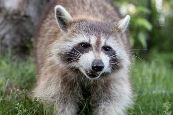 Can A Dog Get Rabies From Biting A Raccoon