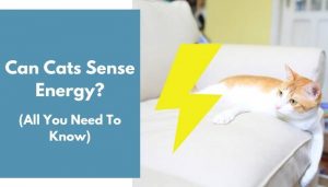 Can Cats Sense Energy? (All You Need To Know) - AnimalFate