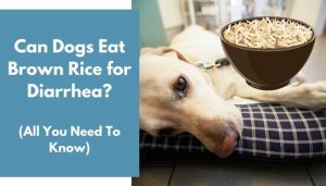 Can Dogs Eat Brown Rice for Diarrhea? (Important Facts) - AnimalFate