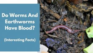 Do Worms And Earthworms Have Blood? (Interesting Facts) - AnimalFate