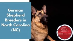 25 German Shepherd Breeders in North Carolina (NC) | German Shepherd ...