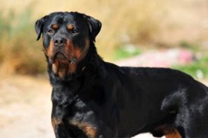 10 Dogs That Fight Wolves (And Kill Them) - AnimalFate