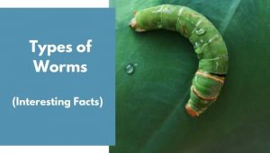3 Types of Worms (in Humans, Garden and Soil) - AnimalFate