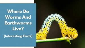 Where Do Worms And Earthworms Live? (Interesting Facts) - AnimalFate