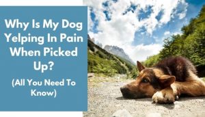 Why Is My Dog Yelping In Pain When Picked Up? (Read This) - AnimalFate