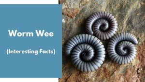 Worm Wee (All You Need To Know) - AnimalFate