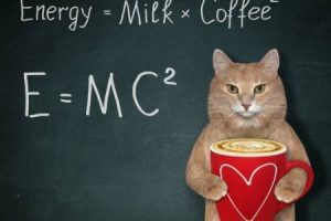 Can Cats Sense Energy? (All You Need To Know) - AnimalFate