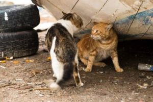 How to Stop My Cat From Chasing My Other Cat? (7 Tips) - AnimalFate