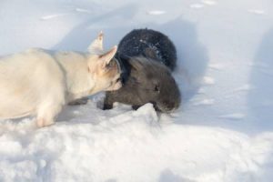 Dog Killed Rabbit (All You Need to Know) - AnimalFate