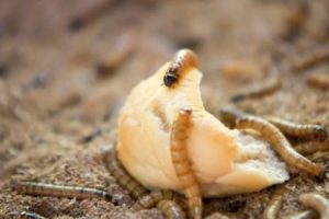 Can Worms And Earthworms Eat Bread? (Interesting Facts) - AnimalFate