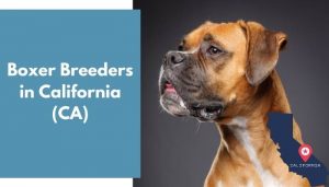 10 Boxer Breeders in California (CA) | Boxer Puppies for Sale - AnimalFate