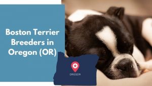 2 Boston Terrier Breeders in Oregon (OR) | Boston Terrier Puppies for ...