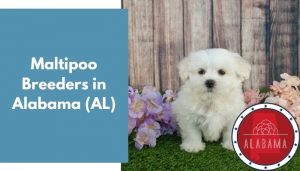 13 Maltipoo Breeders in Alabama (AL) | Maltipoo Puppies for Sale ...