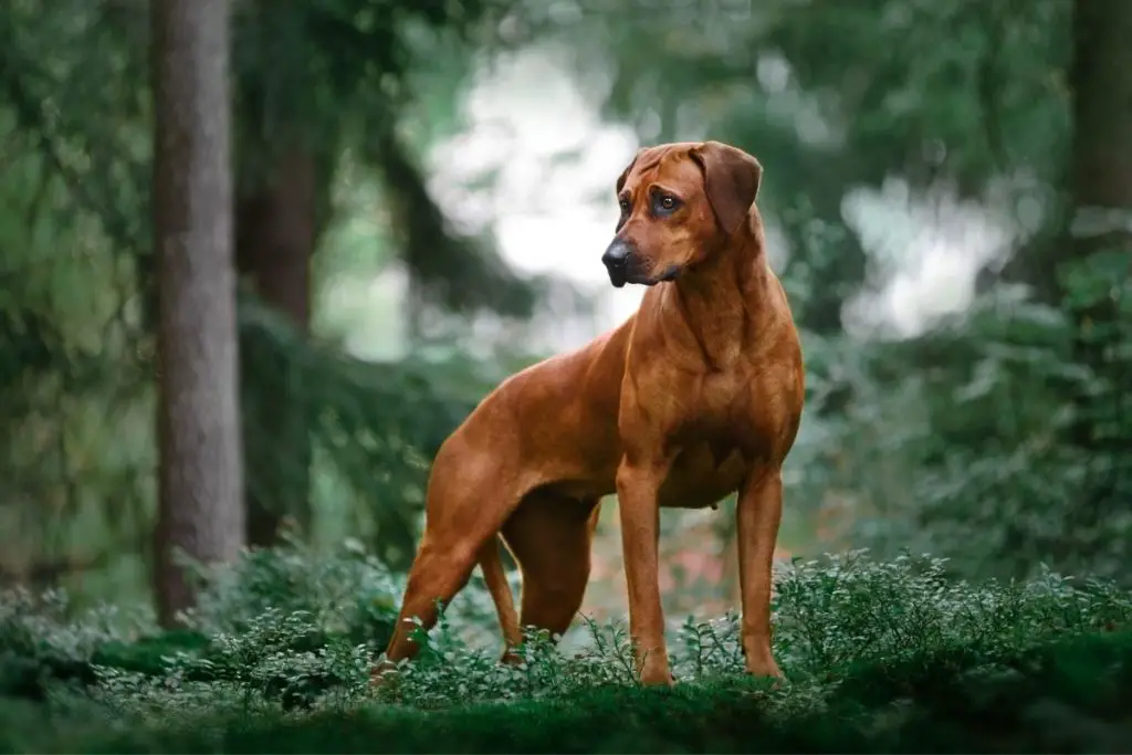 10 Popular Rhodesian Ridgeback Mixes (W/Pictures) - AnimalFate