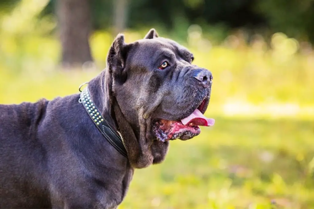 20 World's Strongest Dog Breeds (Pound For Pound) - AnimalFate