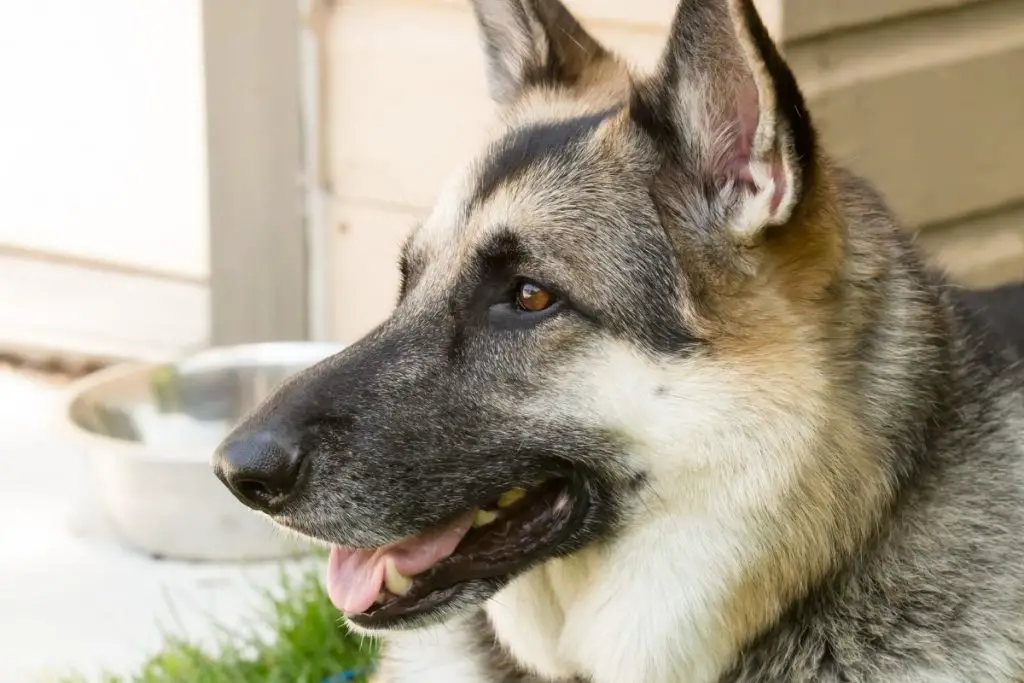 9 Interesting Facts About Silver German Shepherds - AnimalFate