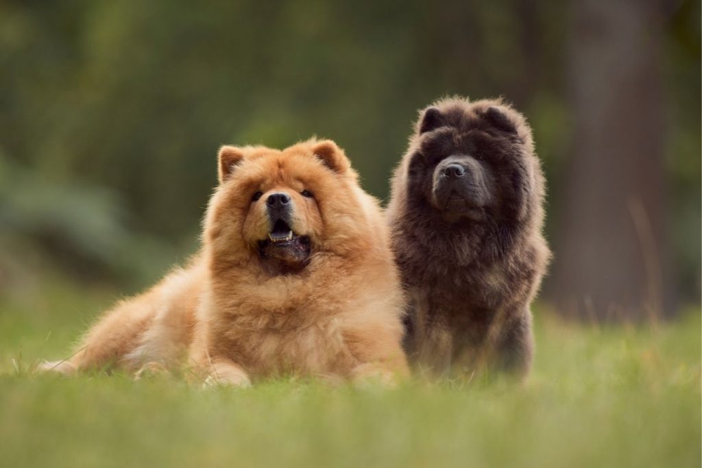 The Chow Chow Dog Breed (Ultimate Guide!!) - AnimalFate