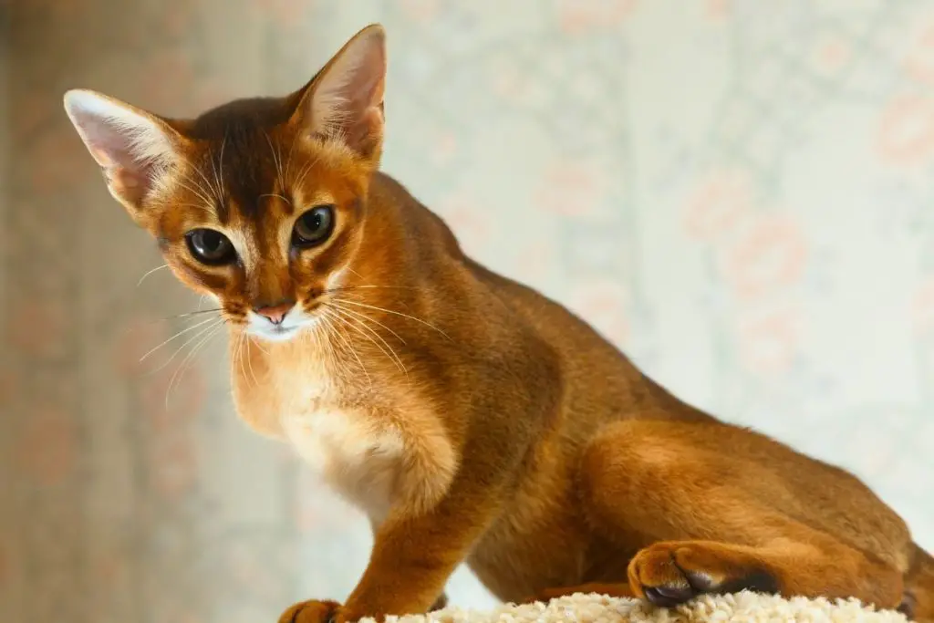 Abyssinian Kitten: What To Know Before Adoption - AnimalFate