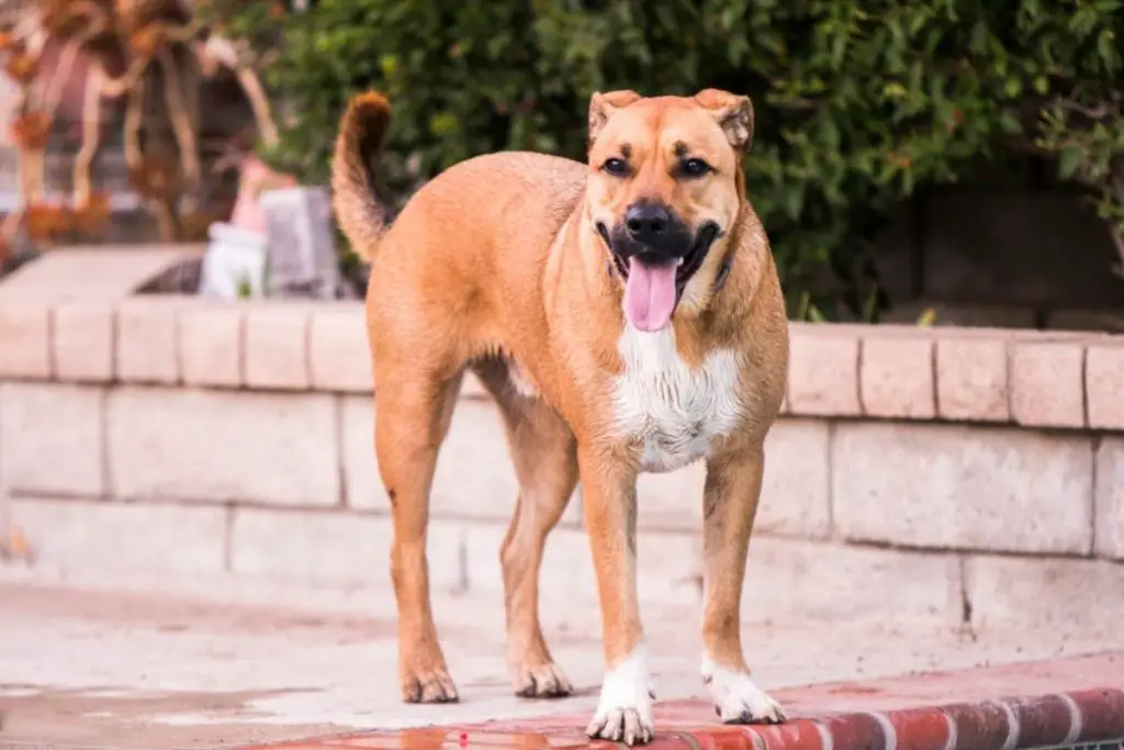 What Is The Cur Dog Breed: See These 5 Amazing Things About Cur Dogs ...