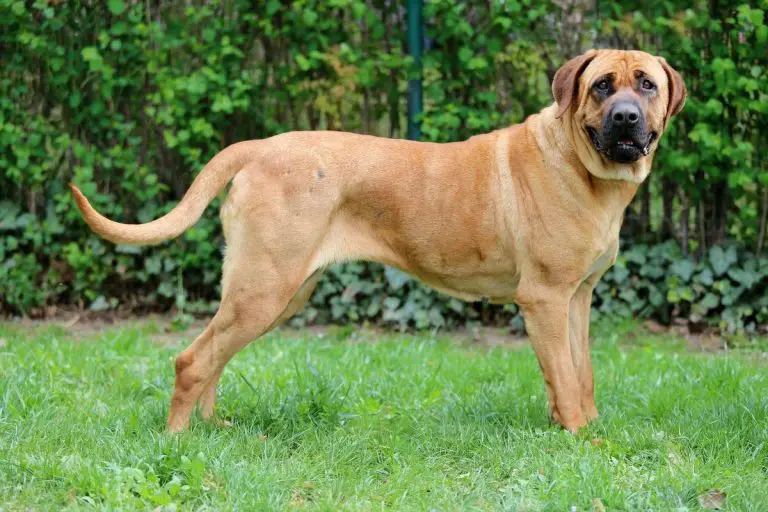 20 World's Strongest Dog Breeds (Pound For Pound) - AnimalFate