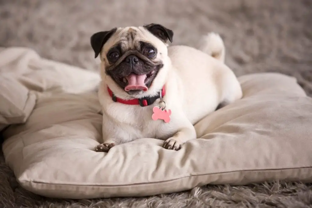 Best Tips To Increase The Pug Lifespan - AnimalFate