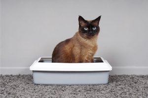 Black Cat Poop: What To Do If Cats Poop Is Black(Top Reasons) - AnimalFate