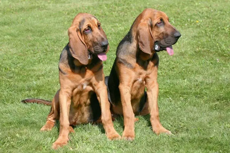 The German Shepherd Bloodhound Mix (Ultimate Guide) - AnimalFate