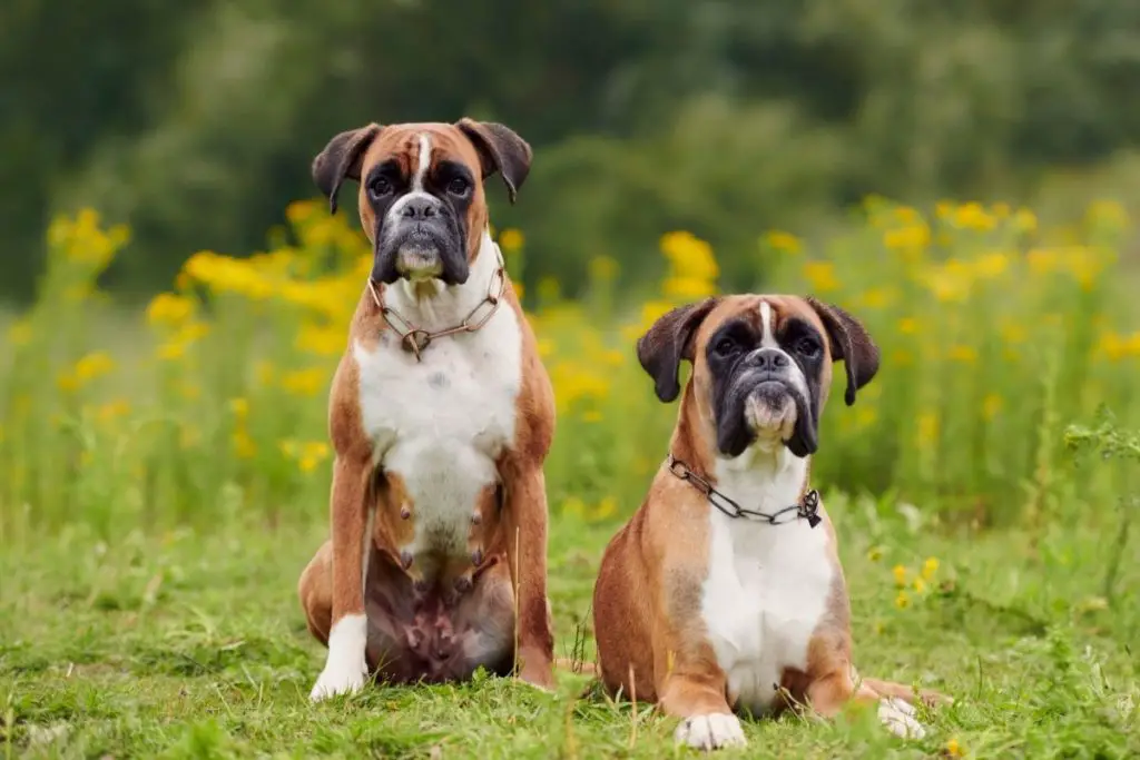 20 World's Strongest Dog Breeds (Pound For Pound) - AnimalFate