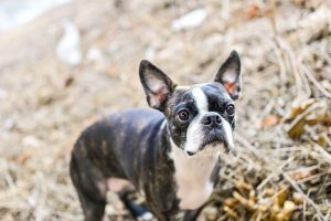 Brindle Boston Terrier: Facts You Need To Know Before Owning This Tiger ...