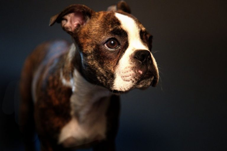 Brindle Boston Terrier: Facts You Need To Know Before Owning This Tiger ...