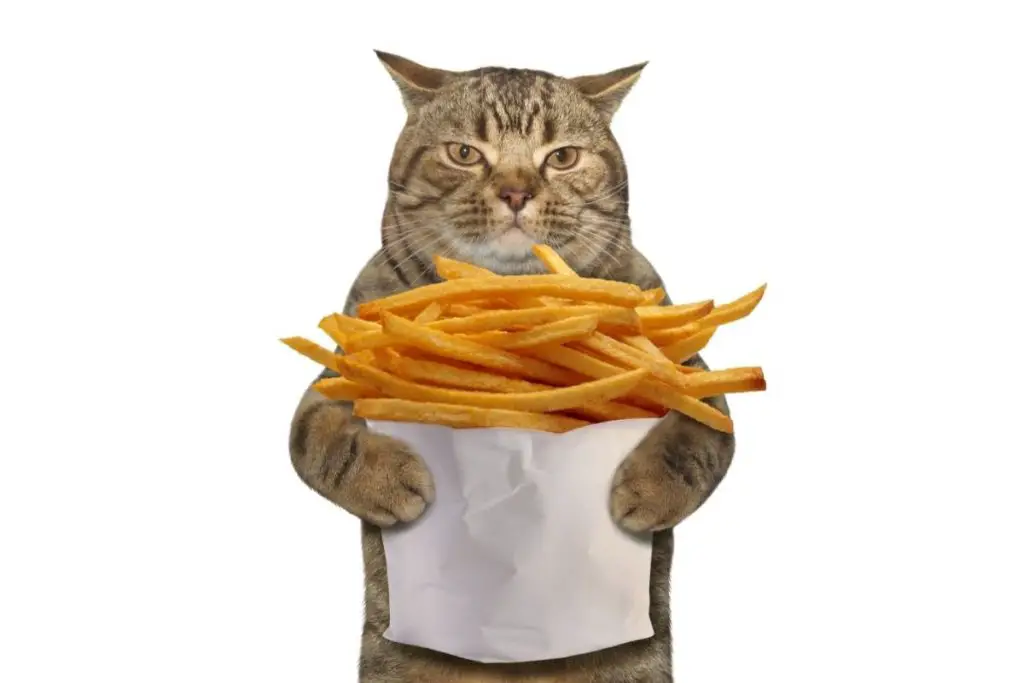 Can Cats Eat French Fries? Can French Fries Kill Cats? - AnimalFate