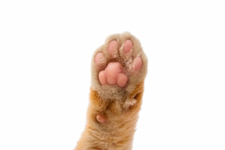 Cat Paw Anatomy (Ultimate Guide!!) - AnimalFate