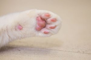 Cat Paw Anatomy (Ultimate Guide!!) - AnimalFate